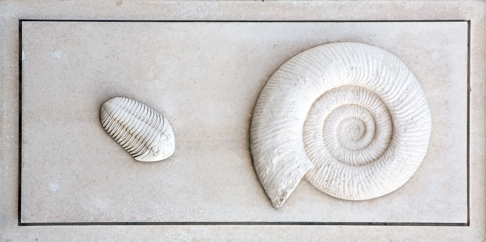 Trilobite and Ammonite - Weymouth | The Dorset Guide